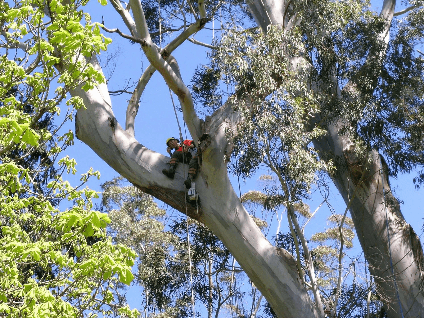 Arborist and Tree Services Wellington | Premier Tree Surgeons