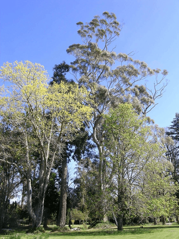 Arborist and Tree Services Wellington | Premier Tree Surgeons